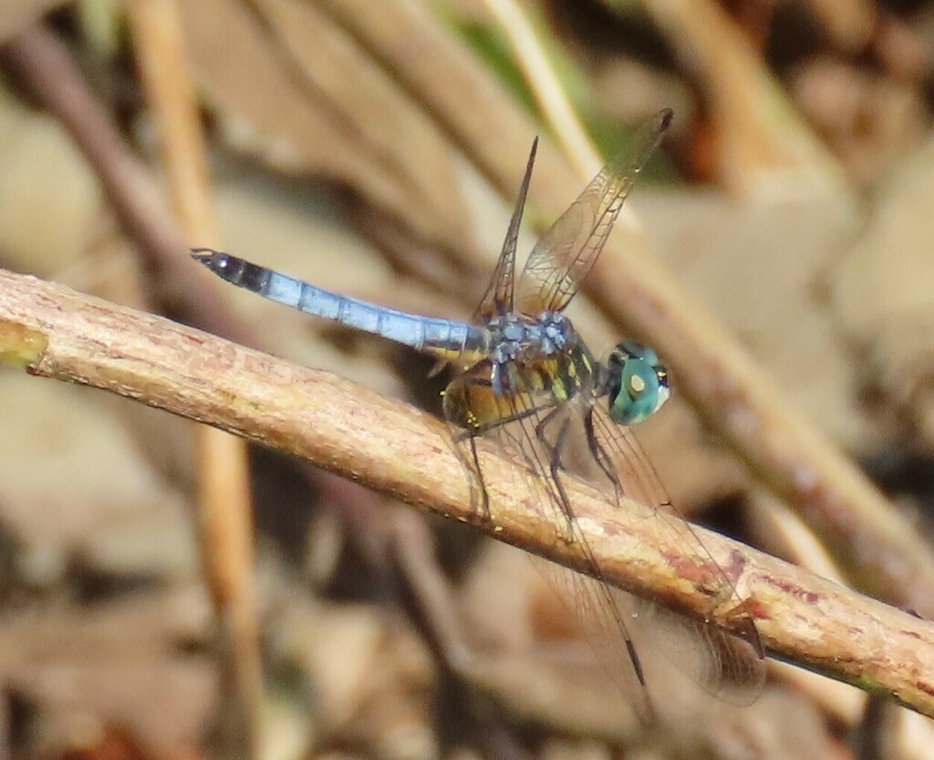 Blue Dasher from Rosenberg, TX, USA on October 12, 2024 at 09:45 AM by ...