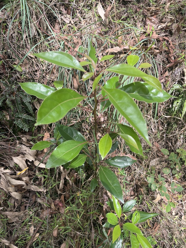 Camphor Tree from Tamborine Mountain, QLD, AU on October 13, 2024 at 01 ...