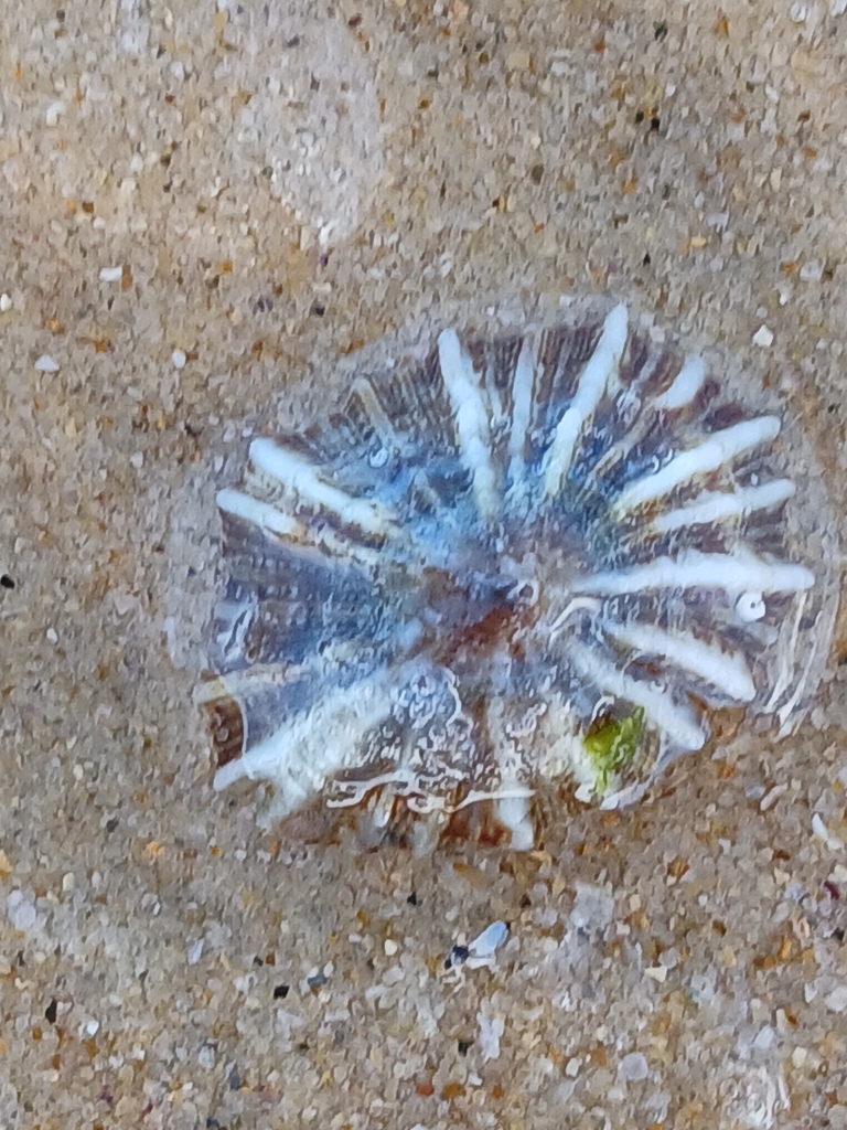 Siphonaria denticulata from Newcastle - Inner City, AU-NS, AU on ...