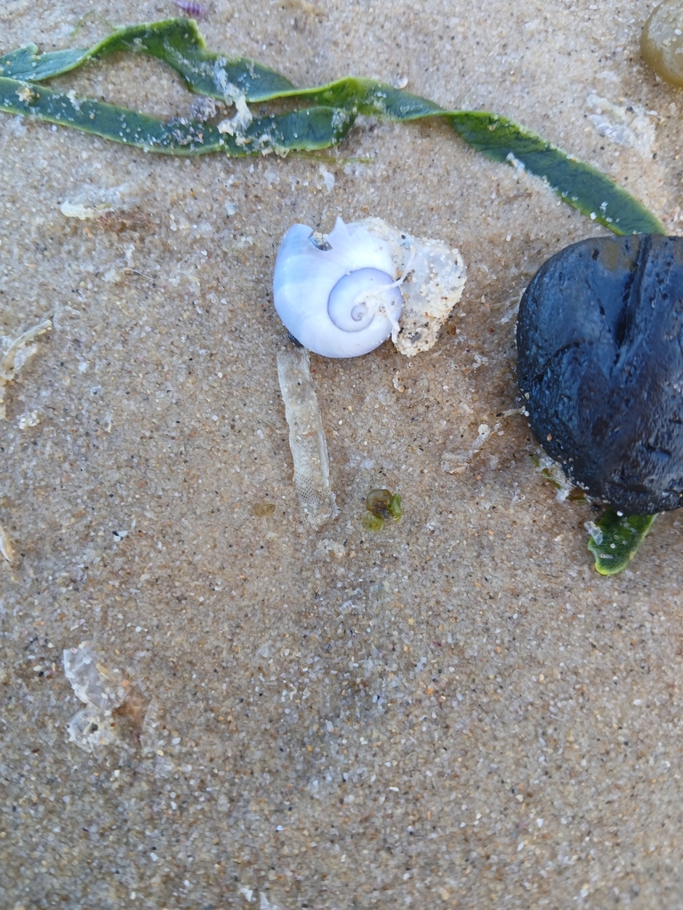 Violet Sea Snail from Newcastle - Inner City, AU-NS, AU on October 13 ...