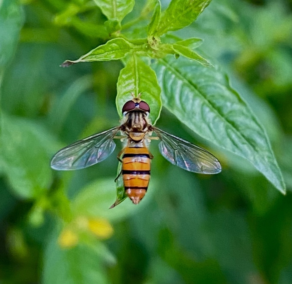 Black-banded Hoverfly from Yangon, MM on October 13, 2024 at 09:47 AM ...