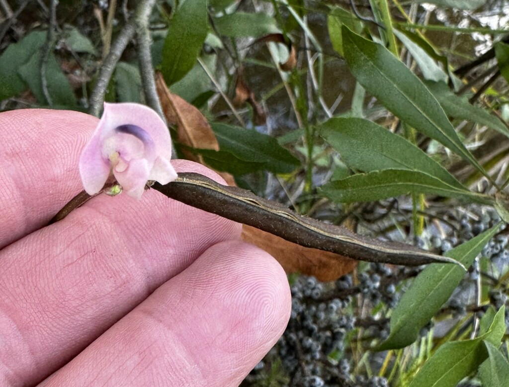 trailing fuzzy-bean from Prairie Creek Park boat ramp, Lowndes County ...