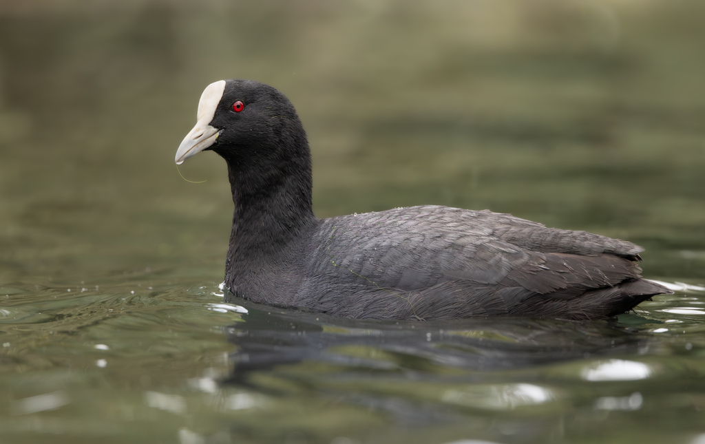 Australasian Coot (Birds of Mornington Peninsula) · iNaturalist