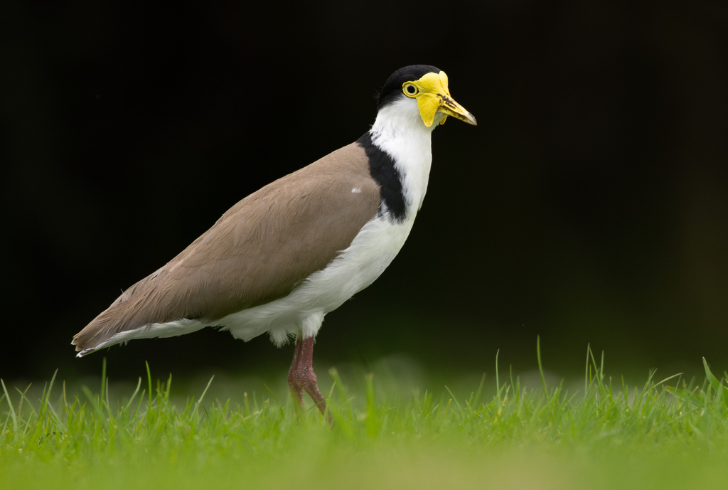 Black-shouldered Masked Lapwing (Birds of Mornington Peninsula ...