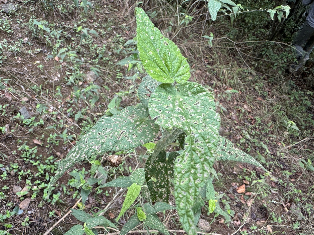 straggly lantern-bush from Pine Mountain QLD 4306, Australia on October ...