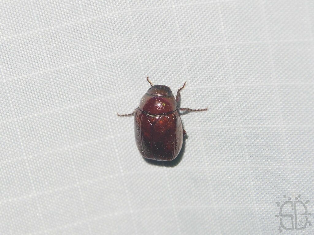 Apogonia from Yi O, Lantau Island, Hong Kong on October 11, 2024 at 08: ...