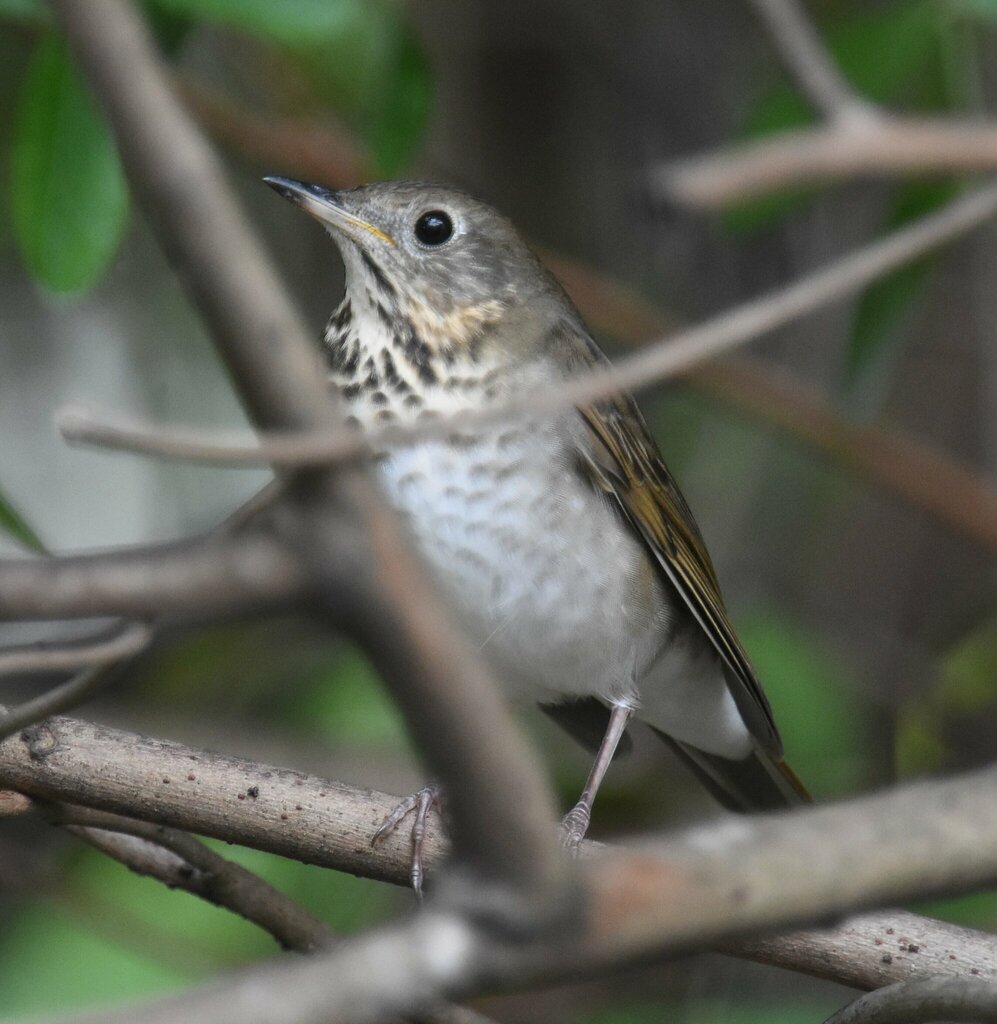 Gray-cheeked Thrush from Fontainebleau, FL, USA on October 12, 2024 at ...