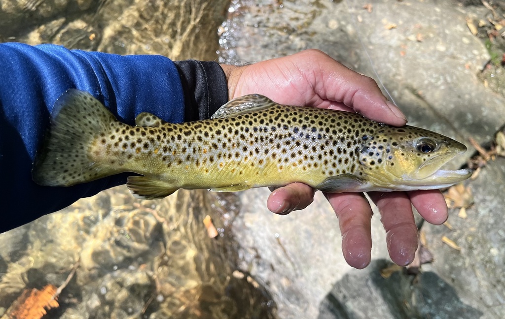 Brown Trout (Salmo trutta) - Marine Life Identification