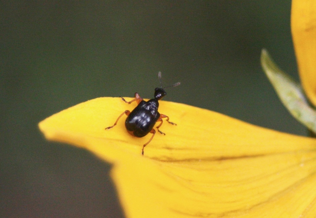 Compsapoderus erythrogaster from Hirosecho Kajifukudome, Yasugi ...