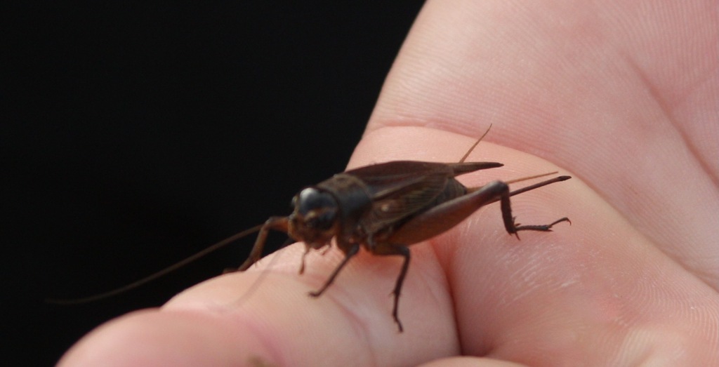 Emma Field Cricket from Hirosecho Kajifukudome, Yasugi, Shimane 692 ...