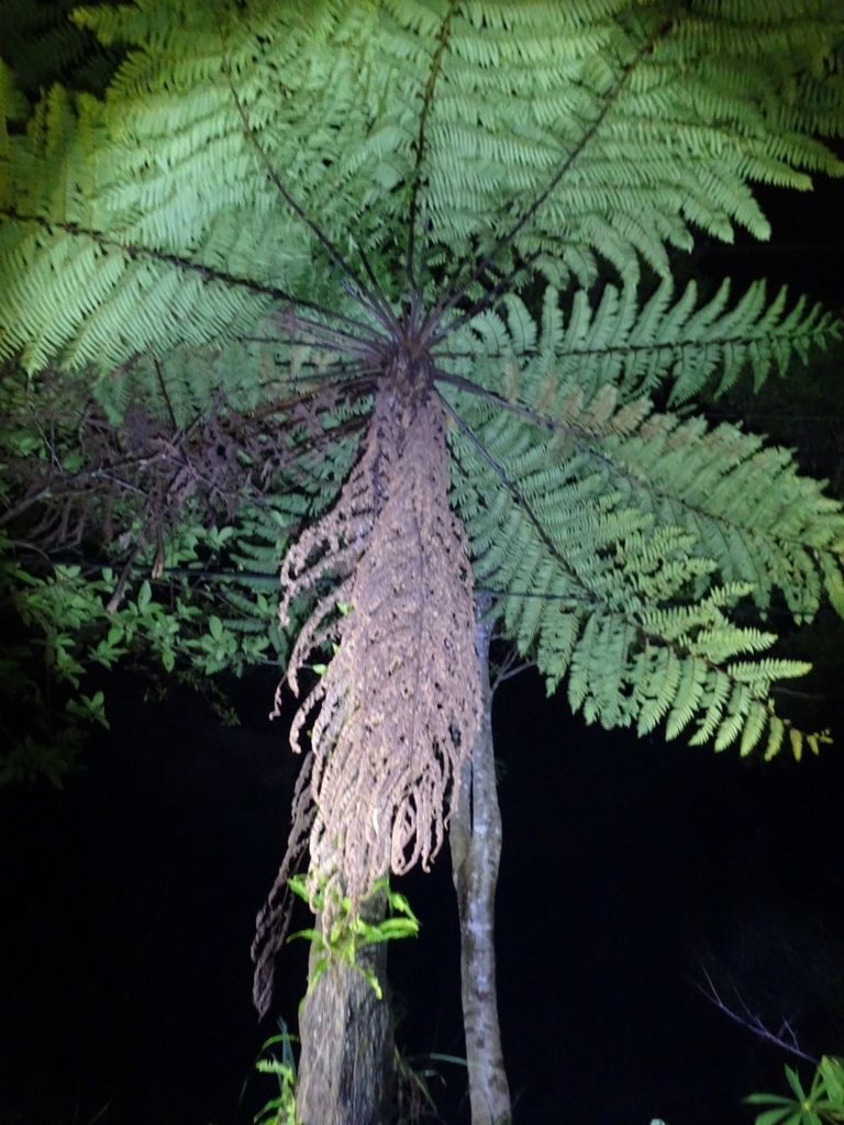 Spiny Tree Fern in October 2024 by 花生 · iNaturalist