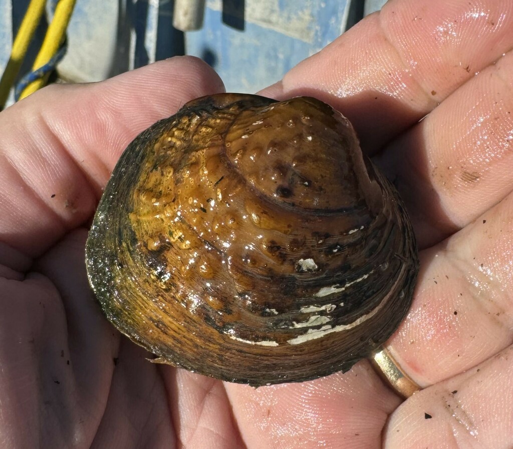 Alabama Orb from Alabama River, downstream of Benton boat ramp, Lowndes ...