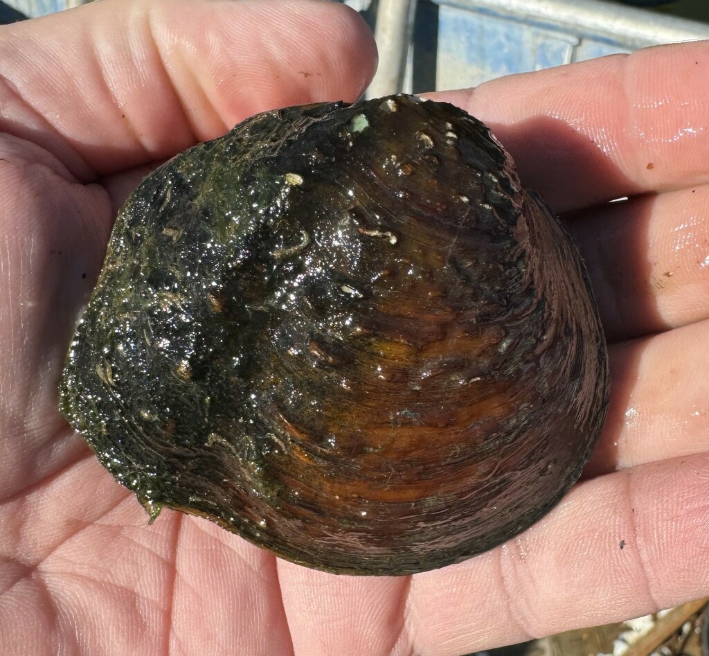 Quadrulini from Alabama River, downstream of Benton boat ramp, Lowndes ...