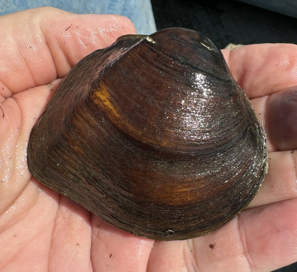 Gulf Pigtoe from Alabama River, downstream of Benton boat ramp, Lowndes ...