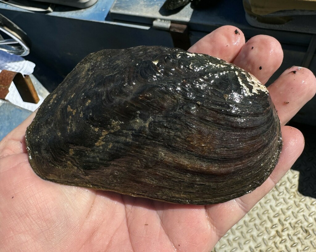 bankclimber from Alabama River, downstream of Benton boat ramp, Lowndes ...