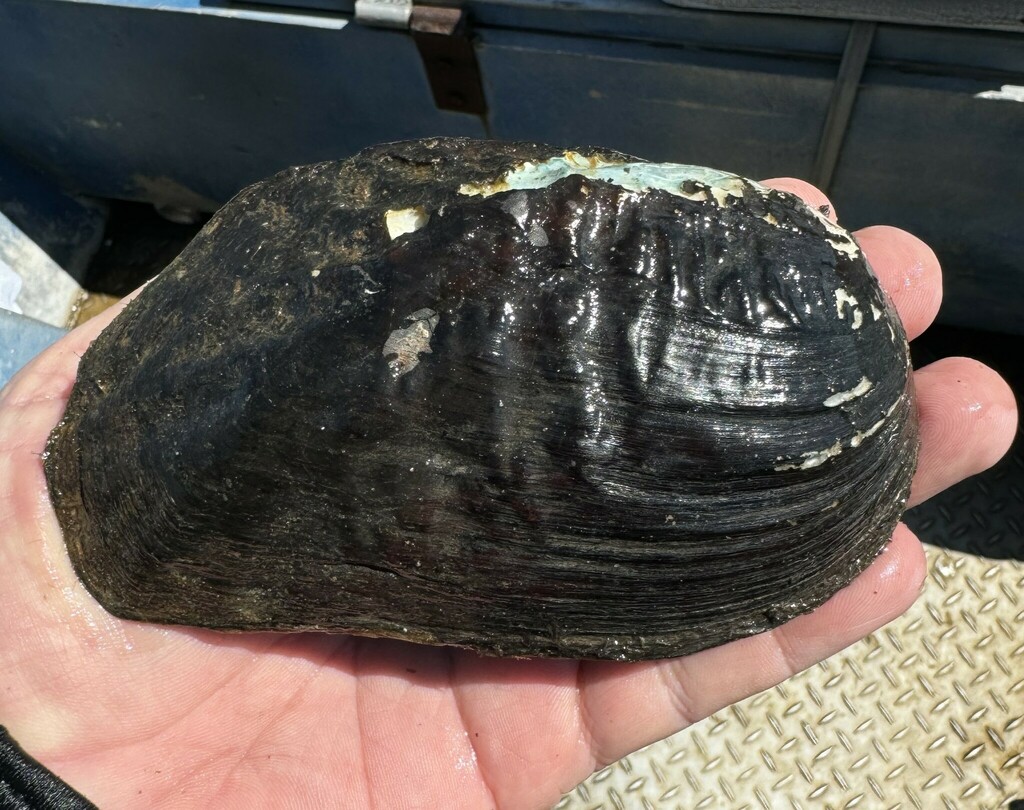 bankclimber from Alabama River, downstream of Benton boat ramp, Lowndes ...