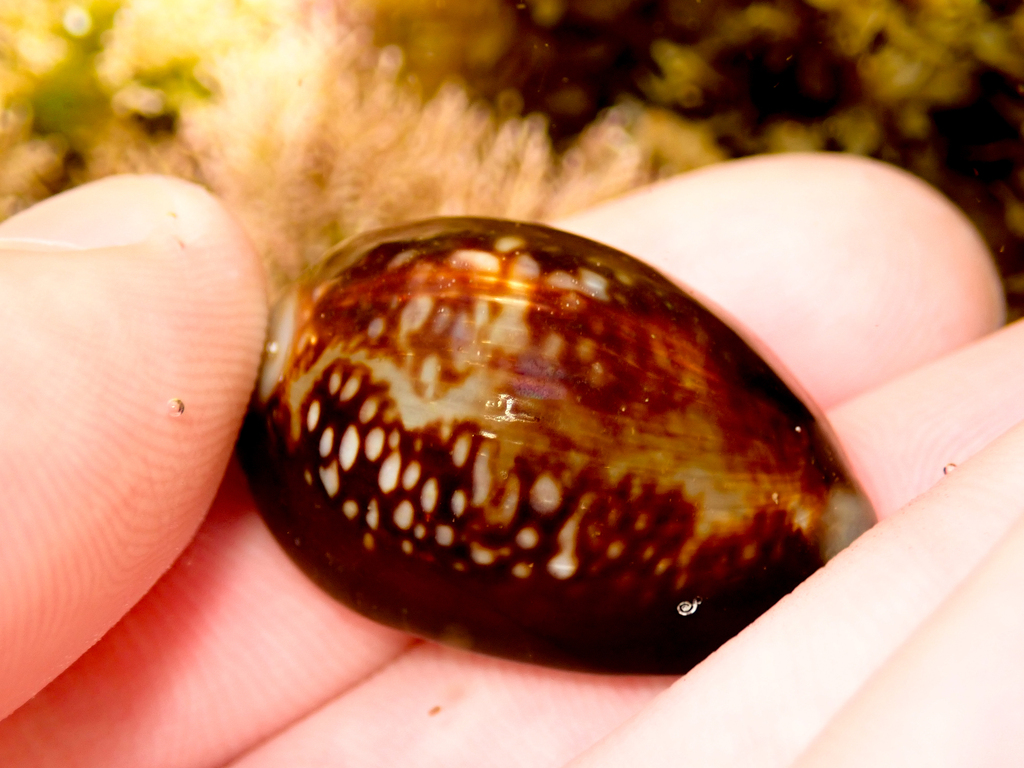 Snakehead Cowrie from Bateau Bay Beach, NSW, Australia on October 13 ...