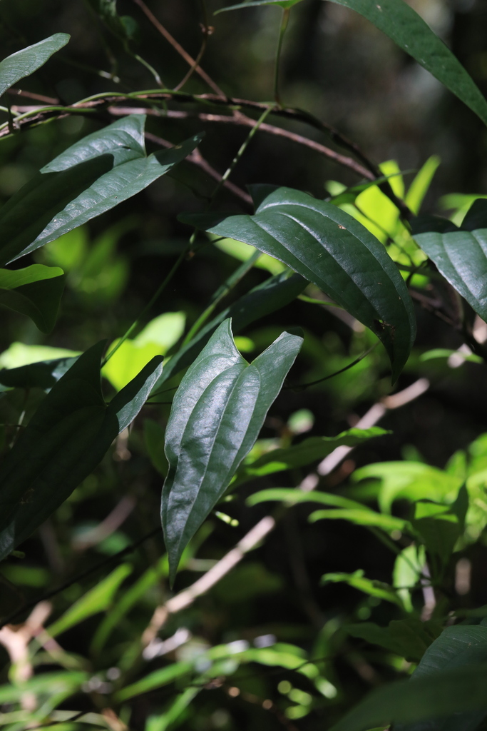 Common Yam Vine from Upper Orara NSW 2450, Australia on October 11, 2024 at 12:40 PM by Adrian ...