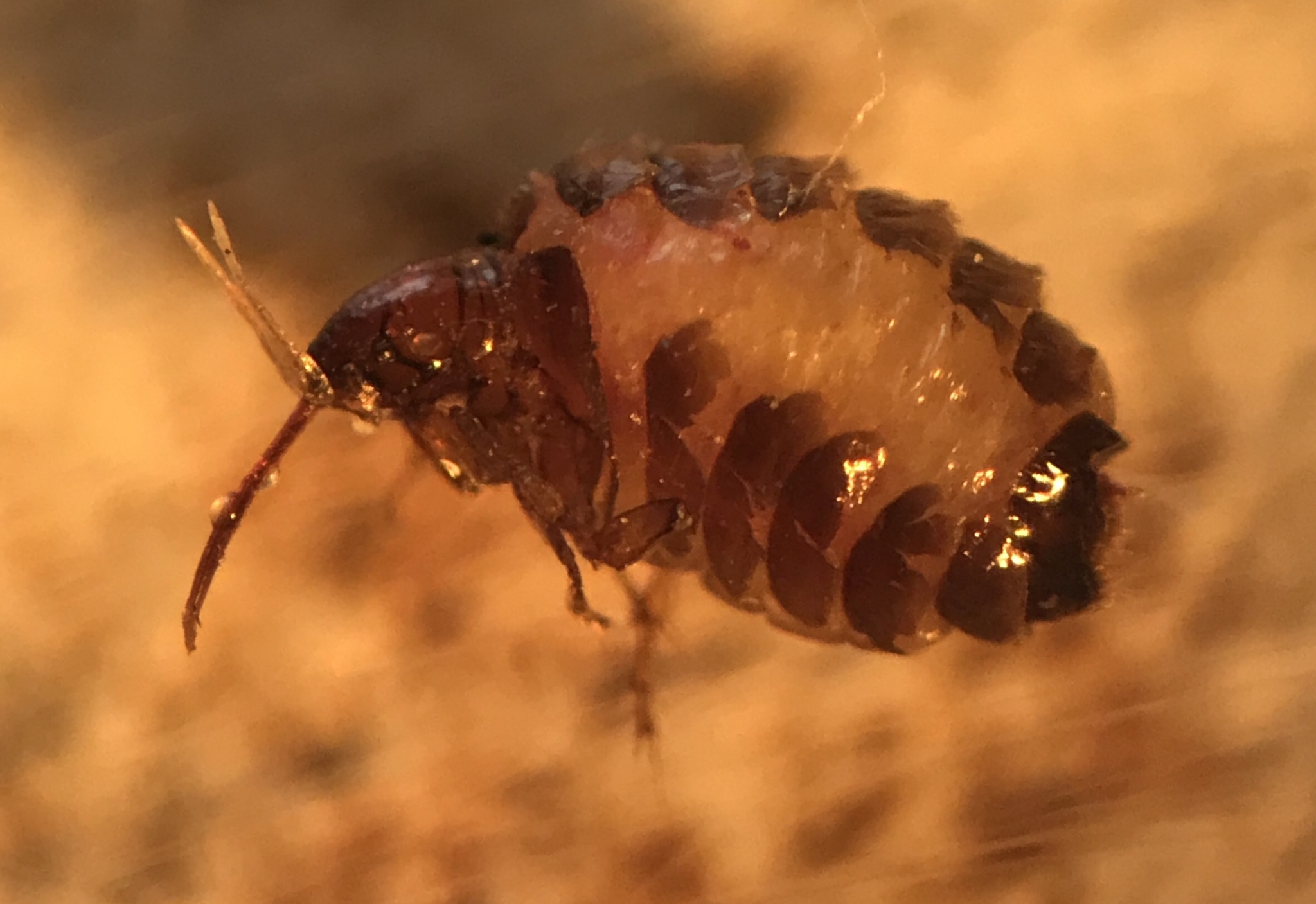 Siphonaptera Order