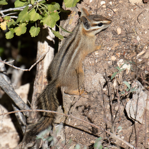 Cliff Chipmunk (Neotamias dorsalis) - Know Your Mammals
