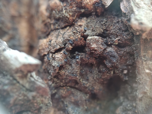 Claussenomyces olivaceus · iNaturalist