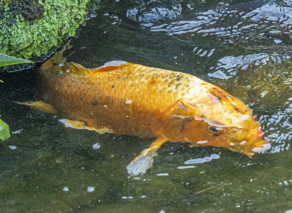 Amur Carp from Onomachi, Ichikawa, Chiba 272-0805, Japon on October 13 ...