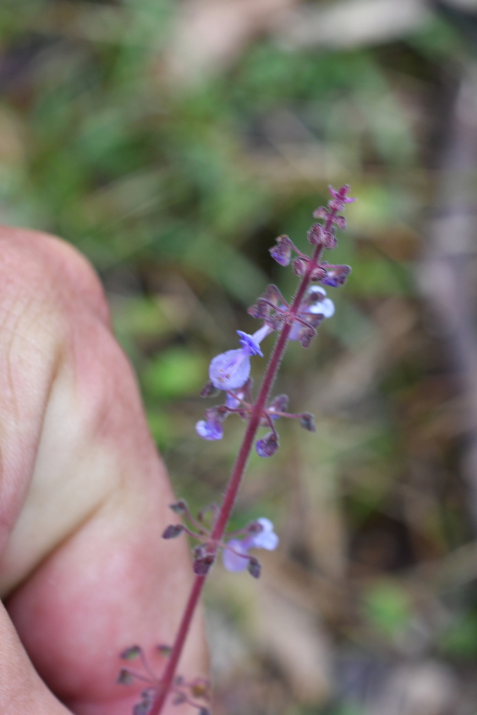 Hullworts from Glenugie NSW 2460, Australia on October 13, 2024 at 07: ...