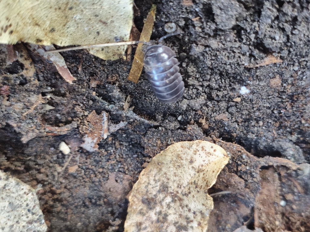 Common Pill Woodlouse from St. Francis, Daly City, CA, USA on October ...