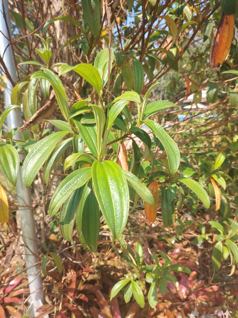 Glory Bush Tree from R536, Main Sabie Road, Hazyview, 1242, South ...