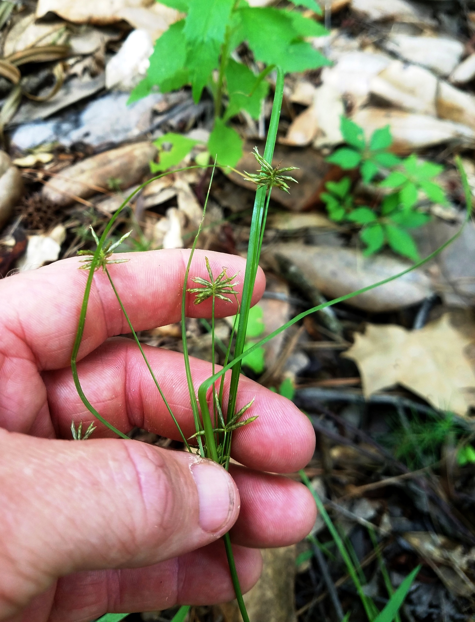 Cyperus retroflexus Buckley