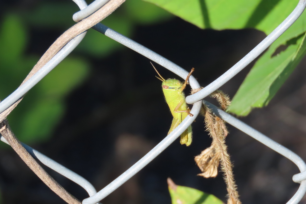Patanga japonica from 日本、〒630-0131 奈良県生駒市上町 on October 13, 2024 at 03: ...