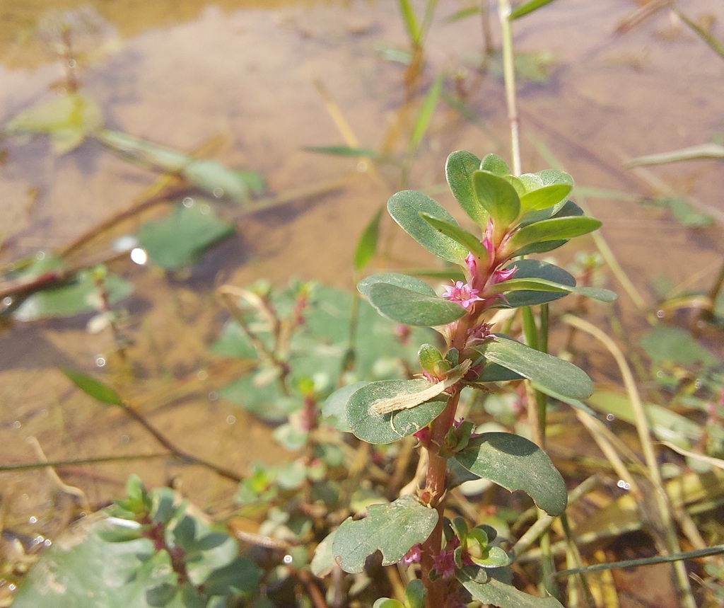 Indian rotala in October 2024 by luliem · iNaturalist