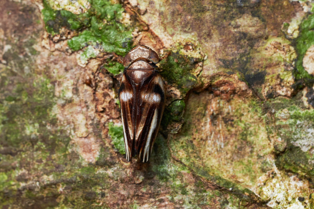 Issid Planthoppers from 中国海南省保亭黎族苗族自治县 on December 15, 2023 at 02:07 PM ...