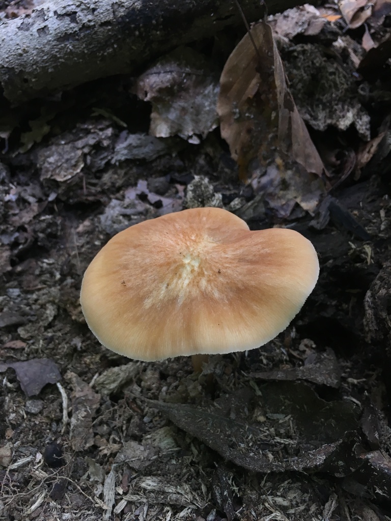 Pluteus croceus from Orange County, IN, USA on July 06, 2019 at 11:14 ...