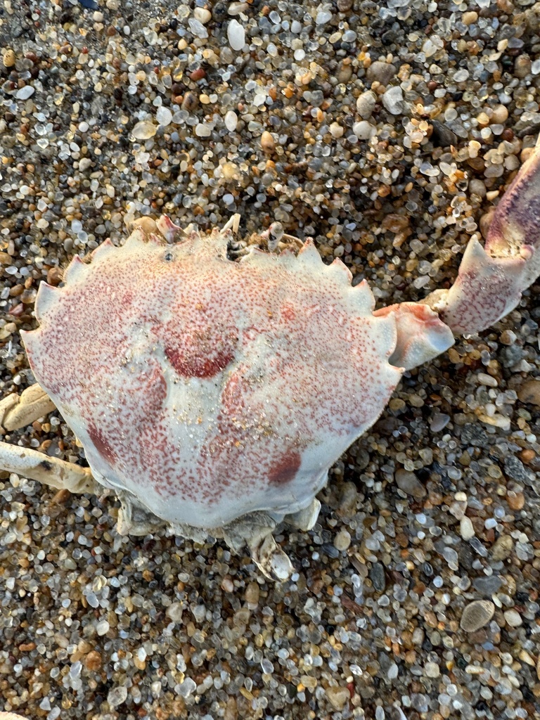 Rowing Crab from Agate Beach, ǁKaras, NA on September 17, 2024 at 06:40 ...