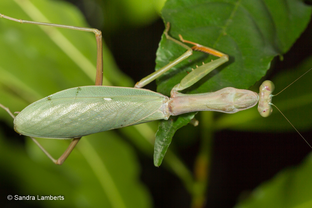 Giant Asian Mantises from Manokwari, Manokwari Barat, Manokwari Regency ...