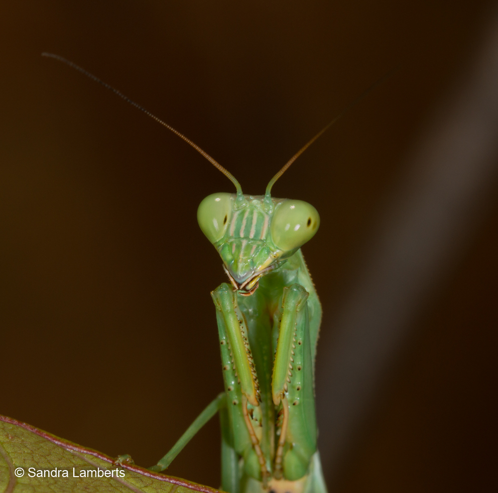 Giant Asian Mantises from Manokwari Regency, West Papua, Indonesia on ...