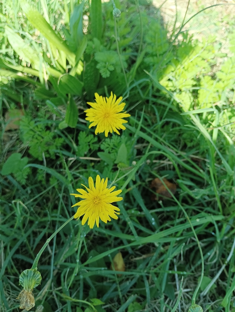 Lettuce, Chicory, Dandelion and Salsify Tribe from J6FJ+QW, 01020 ...