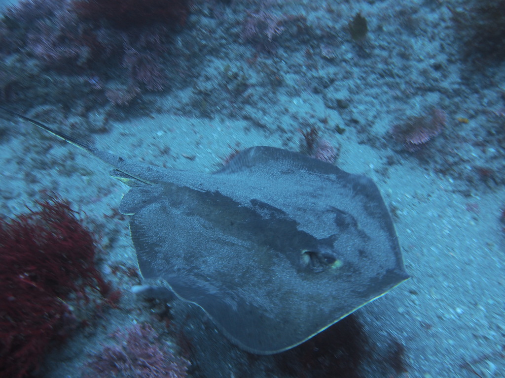 Red Stingray (Batoids of the World) · iNaturalist