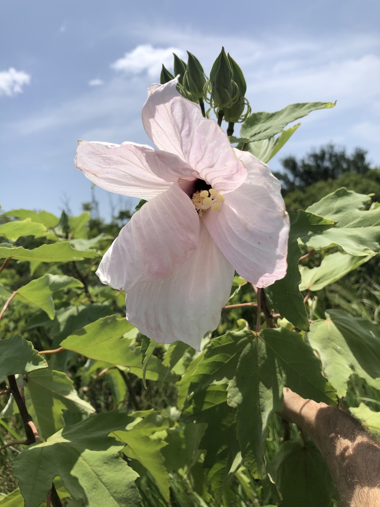 Swamp Rosemallow from Gulf State Park, Gulf Shores, AL, US on July 6 ...