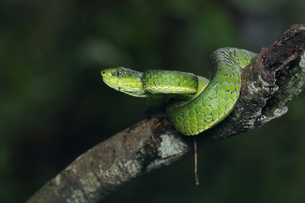 Large-scaled Pit Viper (Craspedocephalus macrolepis) - Snakes and Lizards