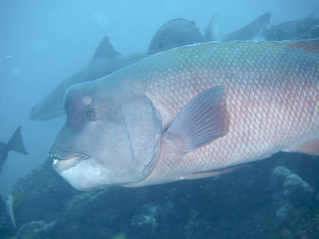 Asian Sheepshead Wrasse (Bodianus reticulatus) - Marine Life Identification