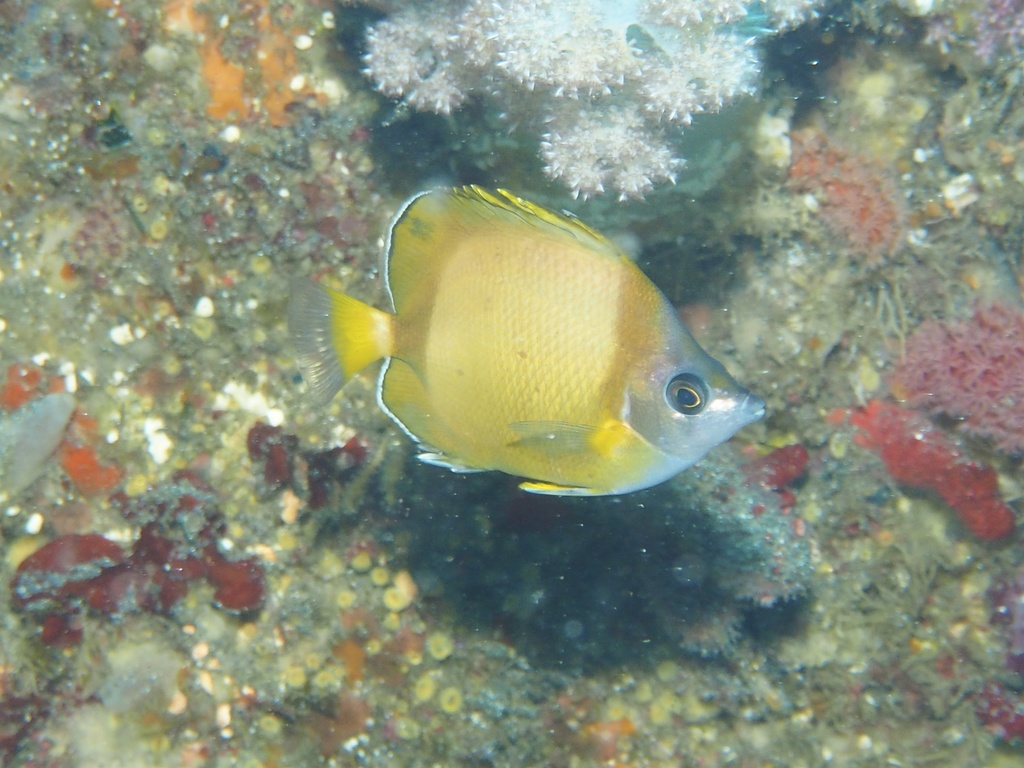 Japanese Butterflyfish from 日本, 〒294-0314 千葉県館山市伊戸963 on July 31, 2016 ...