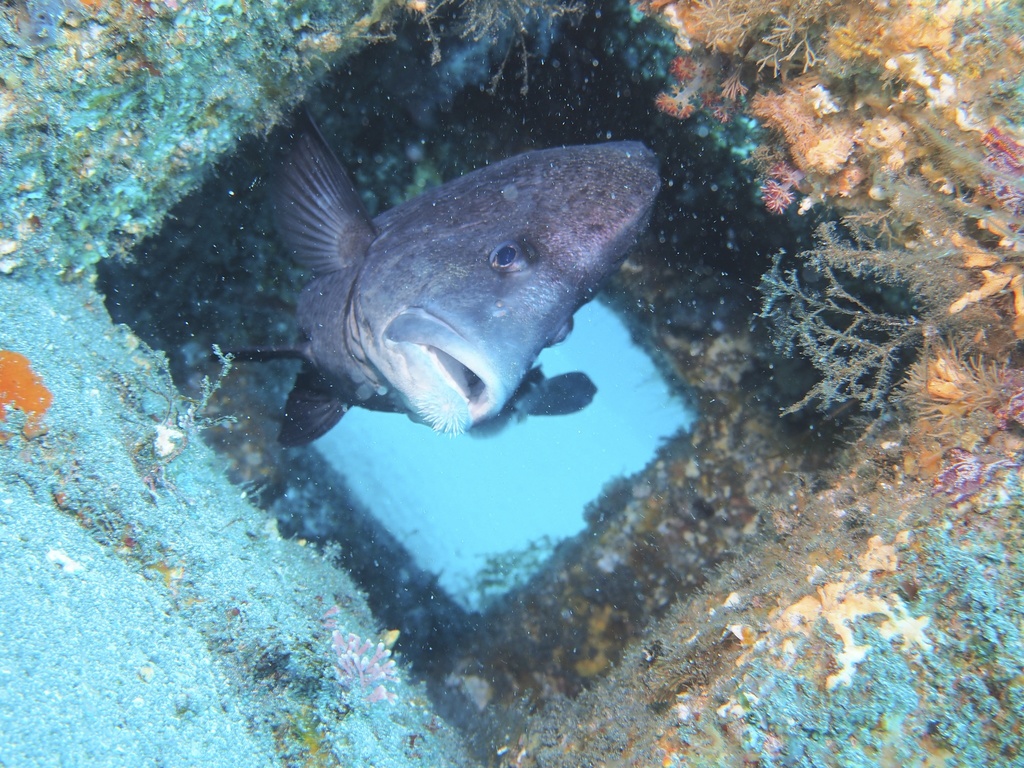 Tripletails (Lobotidae) - Marine Life Identification