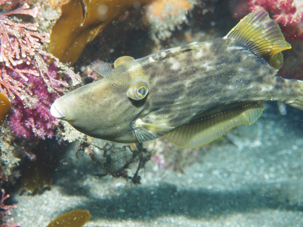 Thread-sail Filefish (Edible Saltwater Fish ( Reef )) · iNaturalist