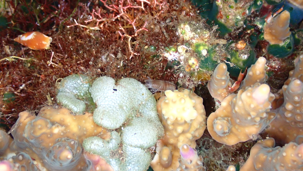 Fish-associated Isopods from PHCW+GMR, Tulamben, Kubu, Karangasem, Bali ...