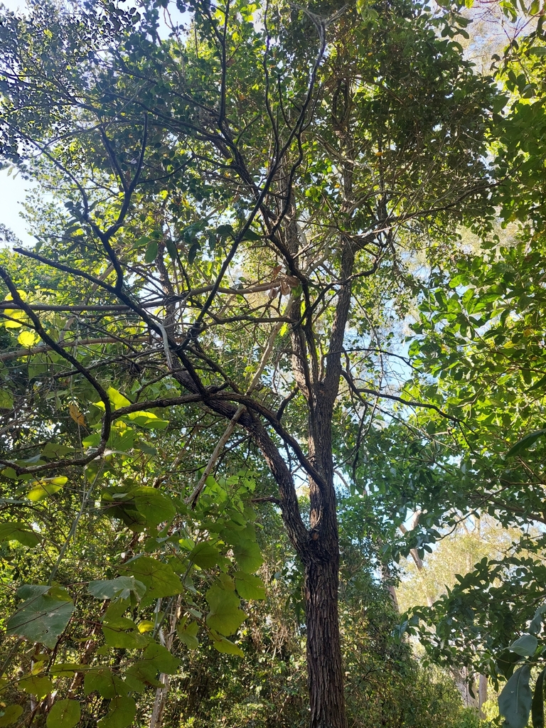 Native Olive from Bouldercombe QLD 4702, Australia on October 7, 2024 ...