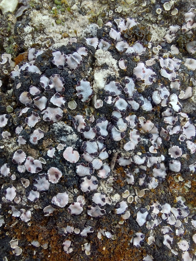 Blushing Scale from 14850 Lucena, Córdoba, España on October 13, 2024 ...