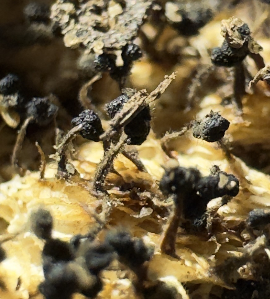 true slime molds in September 2024 by hillbilly2259 · iNaturalist