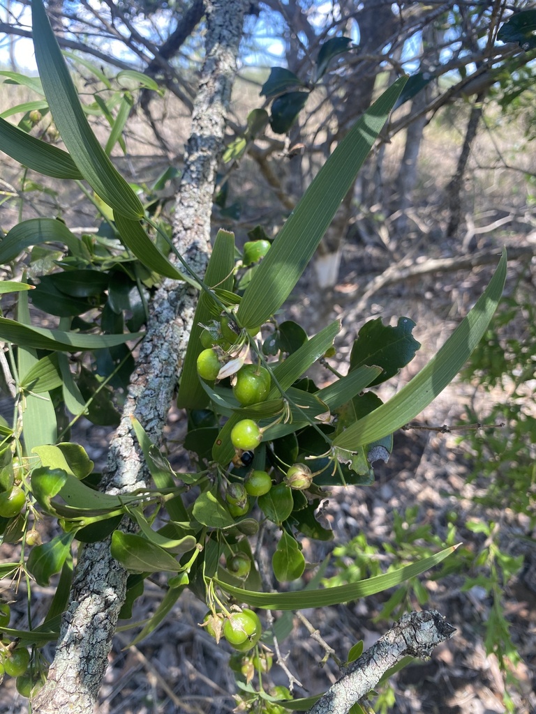 Wombat Berry from Iredale QLD 4344, Australia on October 12, 2024 at 11 ...